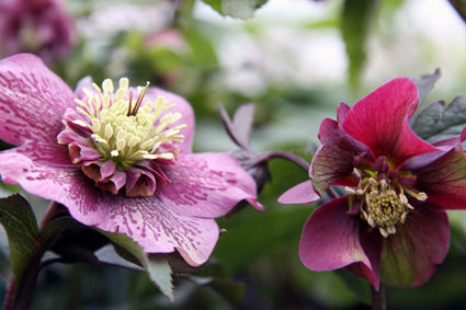 Paradehuset - Orangeriet på Gisselfeld | botanisk sansecenter ...